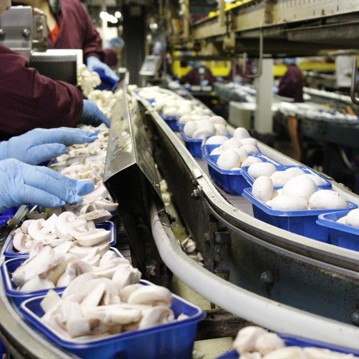 South Mill Mushroom Sales | Fresh Mushrooms, Produce & More!